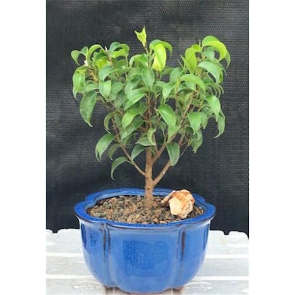 Configuracion Ficus Benjamina Ficus Too Little Bonsai Tree Small Co2802614 Zoro